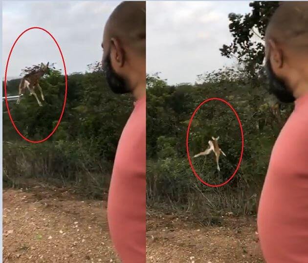 Strange video of flying deer went viral